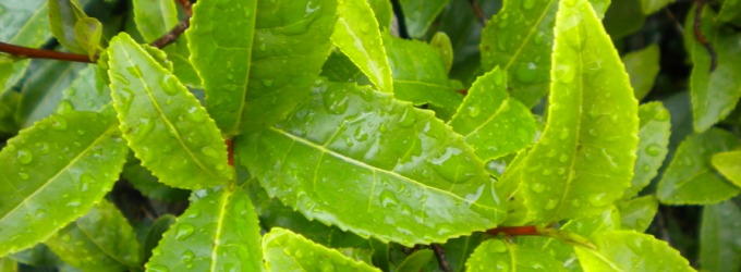2 maneras simples para preparar té verde - Guía tu cuerpo